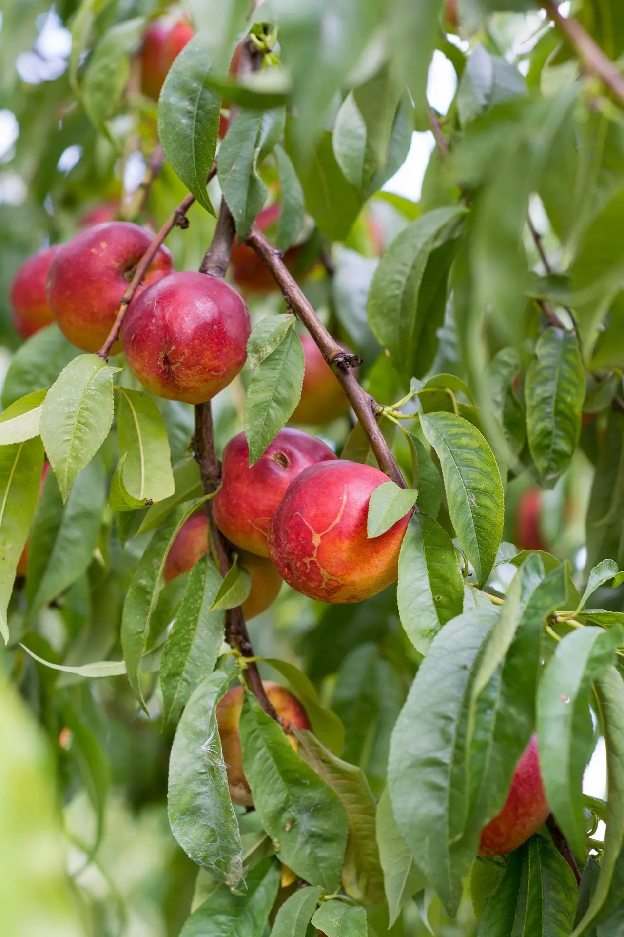 Nectarine Tree Big Top COV Wholesale Supplier EU CH – Arboriverse ...